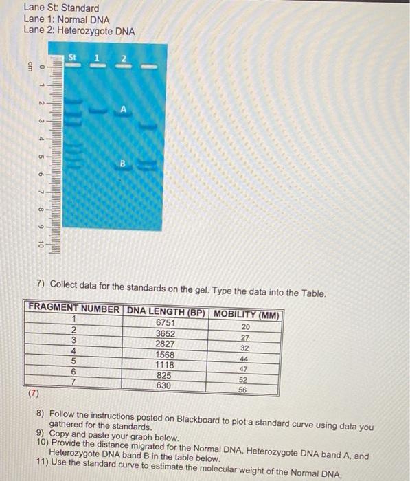Solved Lane St: Standard Lane 1: Normal DNA Lane 2: | Chegg.com