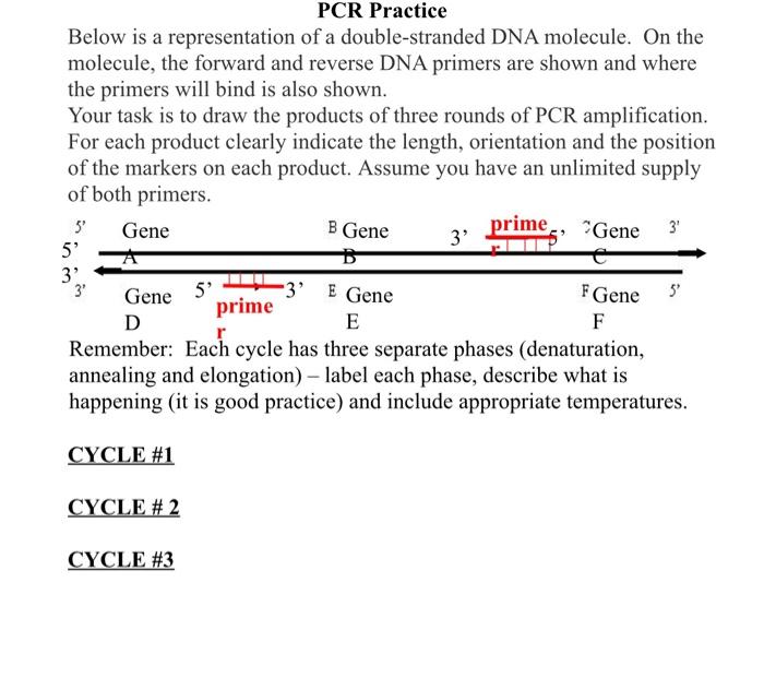 Solved PCR Practice Below is a representation of a | Chegg.com