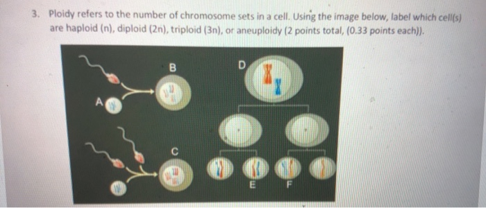 Solved 3. Ploidy refers to the number of chromosome sets in | Chegg.com