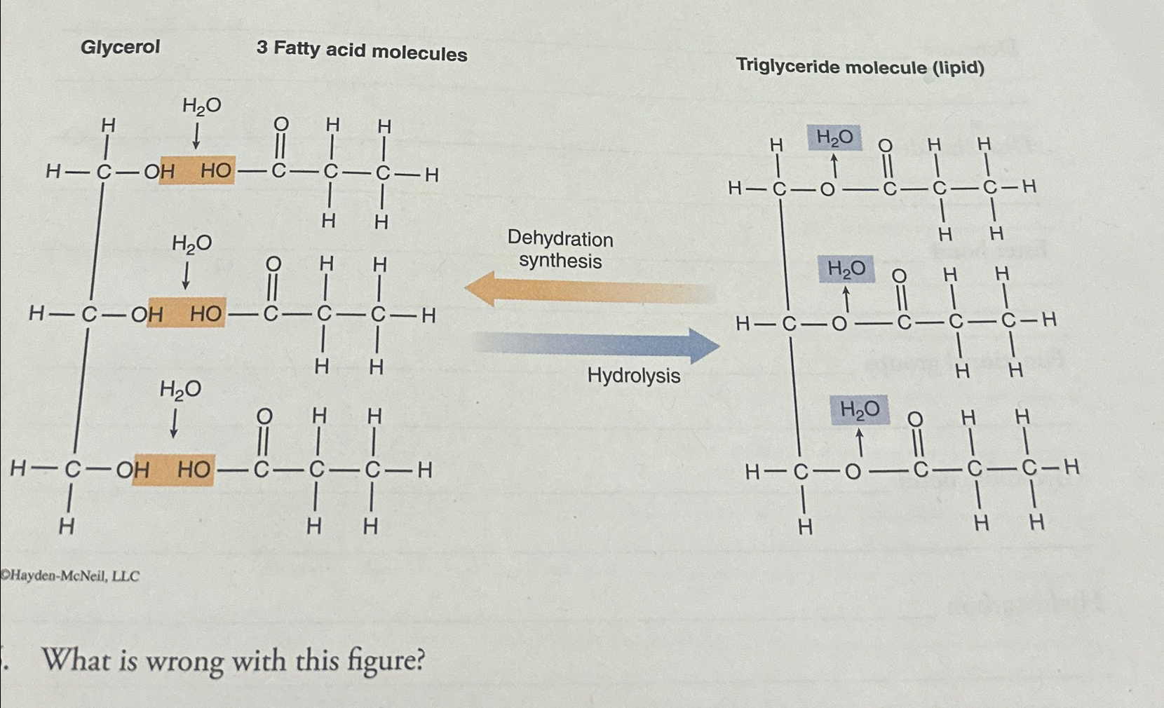 Solved Glycerol3 ﻿Fatty acid moleculesTriglyceride molecule | Chegg.com