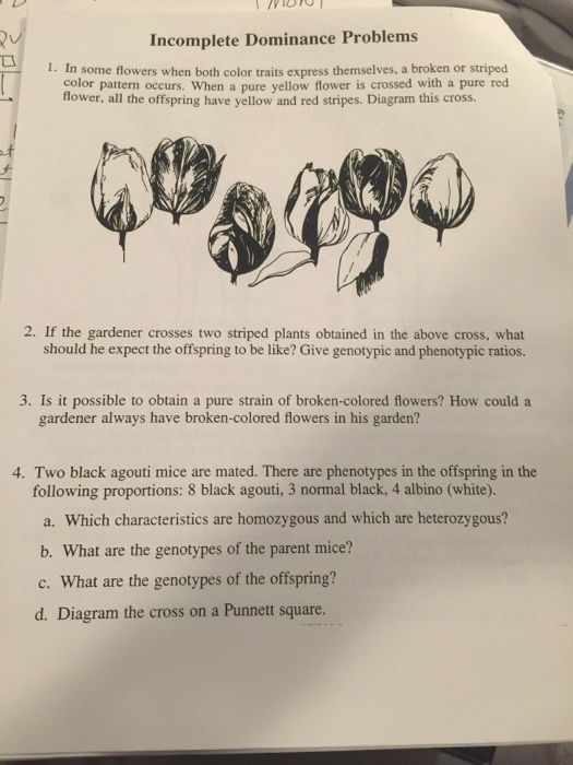 Solved /10101 Incomplete Dominance Problems 1. In some | Chegg.com