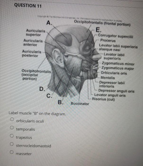 Solved QUESTION 11 Roho Occipitofrontalis (frontal portion) | Chegg.com