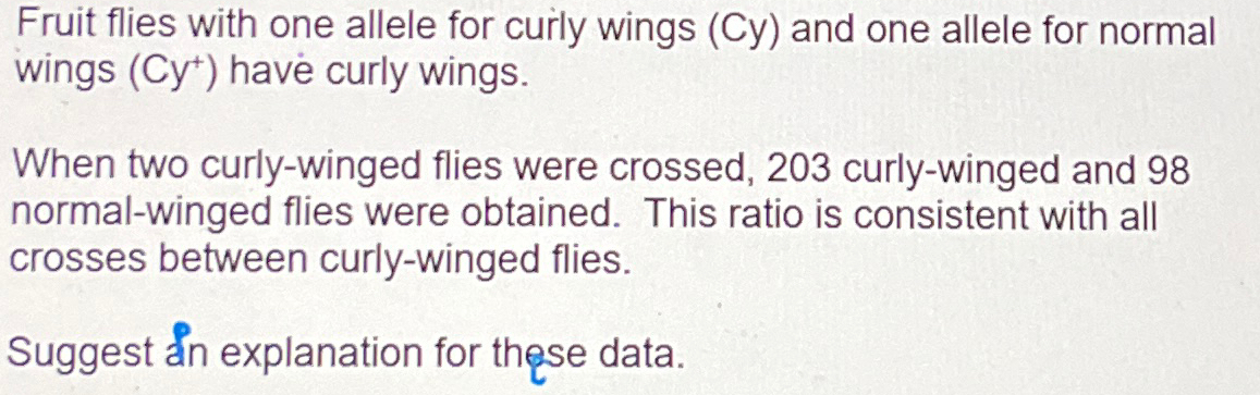 Solved Fruit flies with one allele for curly wings (Cy) ﻿and | Chegg.com