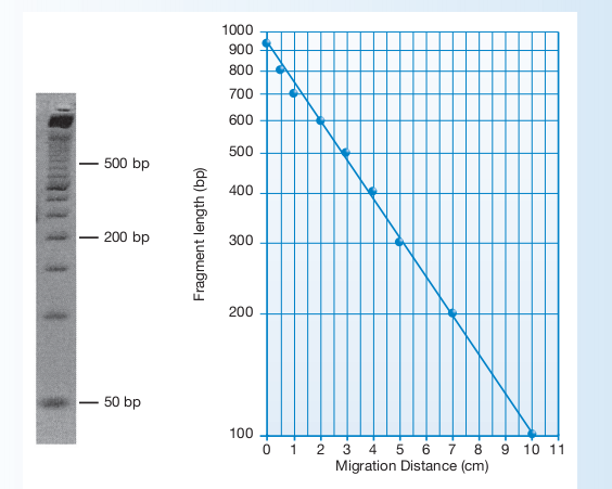 Molecular Diagnostics The Length Of A DNA Molecule In Bas Chegg molecular-diagnostics-the-length-of-a-dna-molecule-in-bas-chegg
