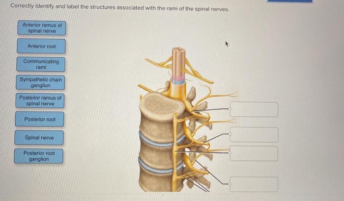 Solved Correctly identify and label the structures | Chegg.com