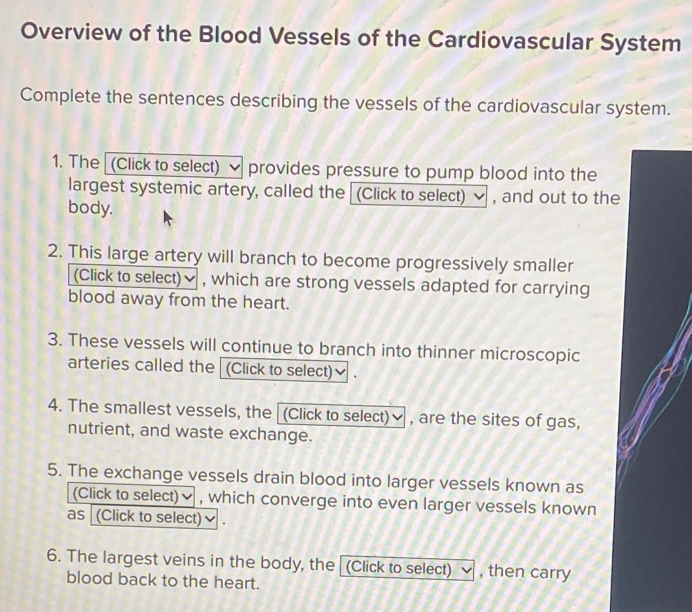 Overview of the Blood Vessels of the Cardiovascular | Chegg.com