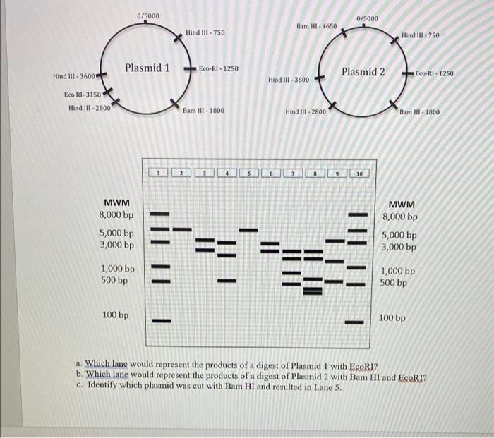 0/5000 0/5000 Bam HI - 4650 Hind III-750 Hind lll - | Chegg.com