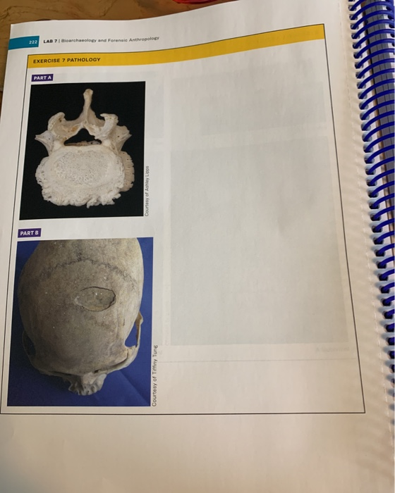 212 LAB 7 Bioarchaeology and Forensie Anthropo | Chegg.com