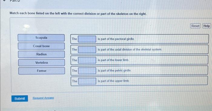 Solved Match each bone listed on the left with the correct | Chegg.com