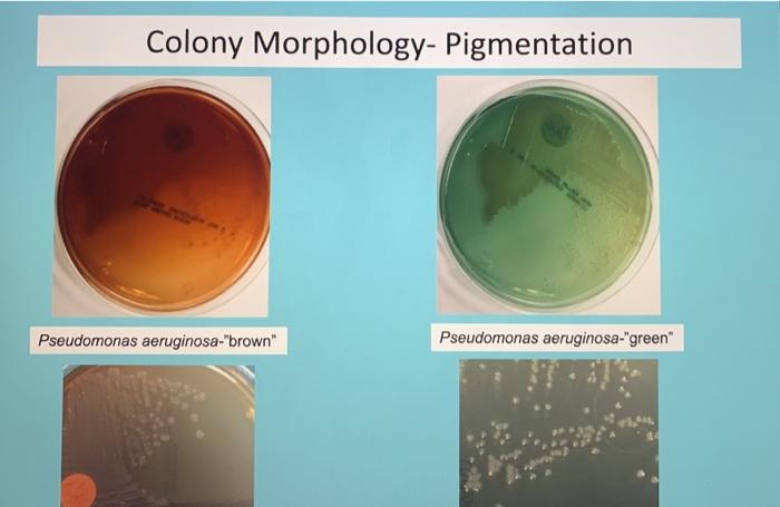 Solved 1) Which organisms in the pictures produce a | Chegg.com