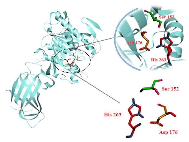 Solved What Is Pancreatic Lipase Function Based On Its