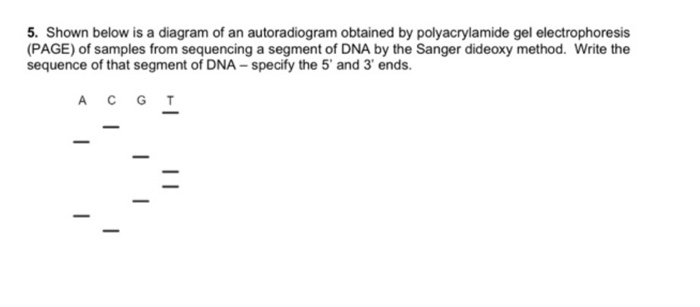 Solved 5. Shown below is a diagram of an autoradiogram | Chegg.com