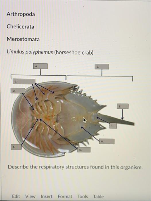 Solved Arthropoda Chelicerata Merostomata Limulus polyphemus | Chegg.com
