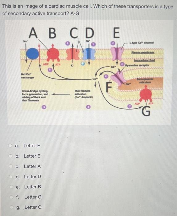 Solved This is an image of a cardiac muscle cell. Which of | Chegg.com