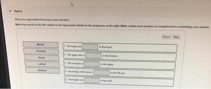 Solved Part A Match the regional directional terms and | Chegg.com