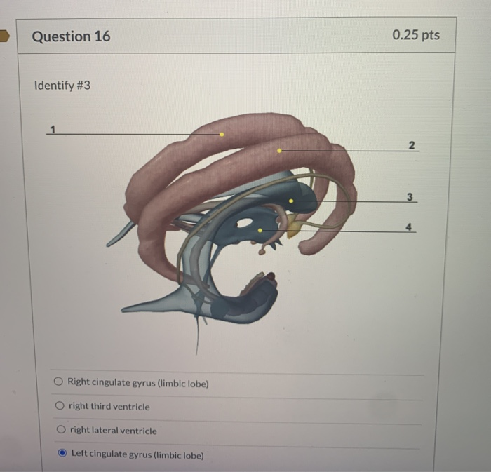 Solved Question 16 0.25 pts Identify #3 1 2 3 O Right | Chegg.com