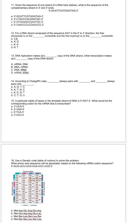 Solved 11. Given the sequence of one strand of a DNA helix | Chegg.com