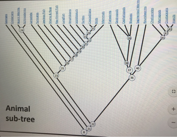 Solved 12. Identify the node in the phylogeny where your | Chegg.com