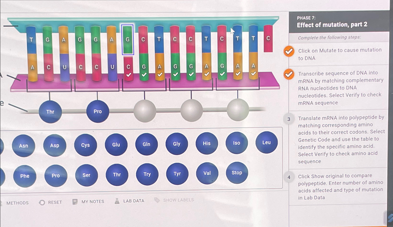 Solved PHASE 7:Effect of mutation, part 2Complete the | Chegg.com