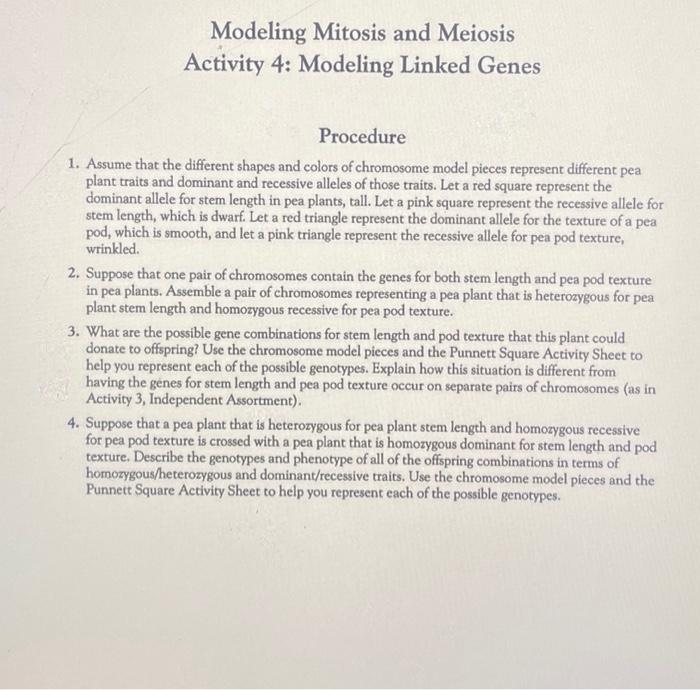 Solved Modeling Mitosis and Meiosis Activity 4: Modeling | Chegg.com