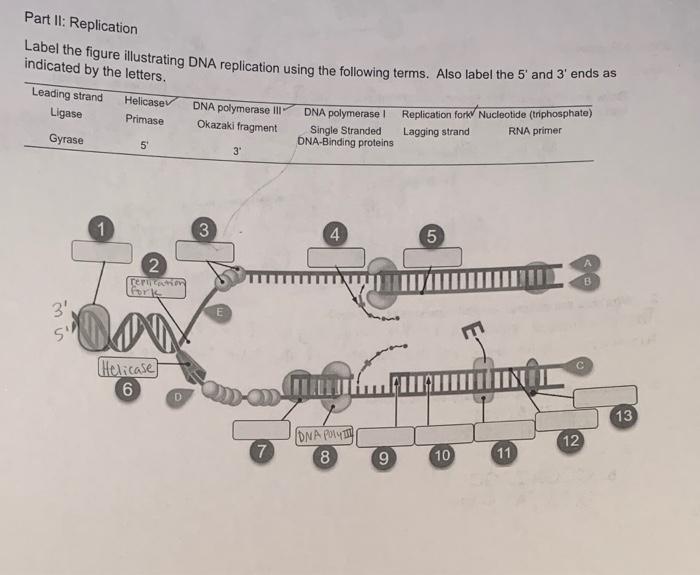 Solved Part II: Replication Label the figure illustrating | Chegg.com