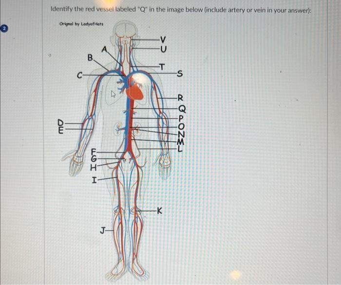 Solved Identify the red vessel labeled " Q " in the image | Chegg.com