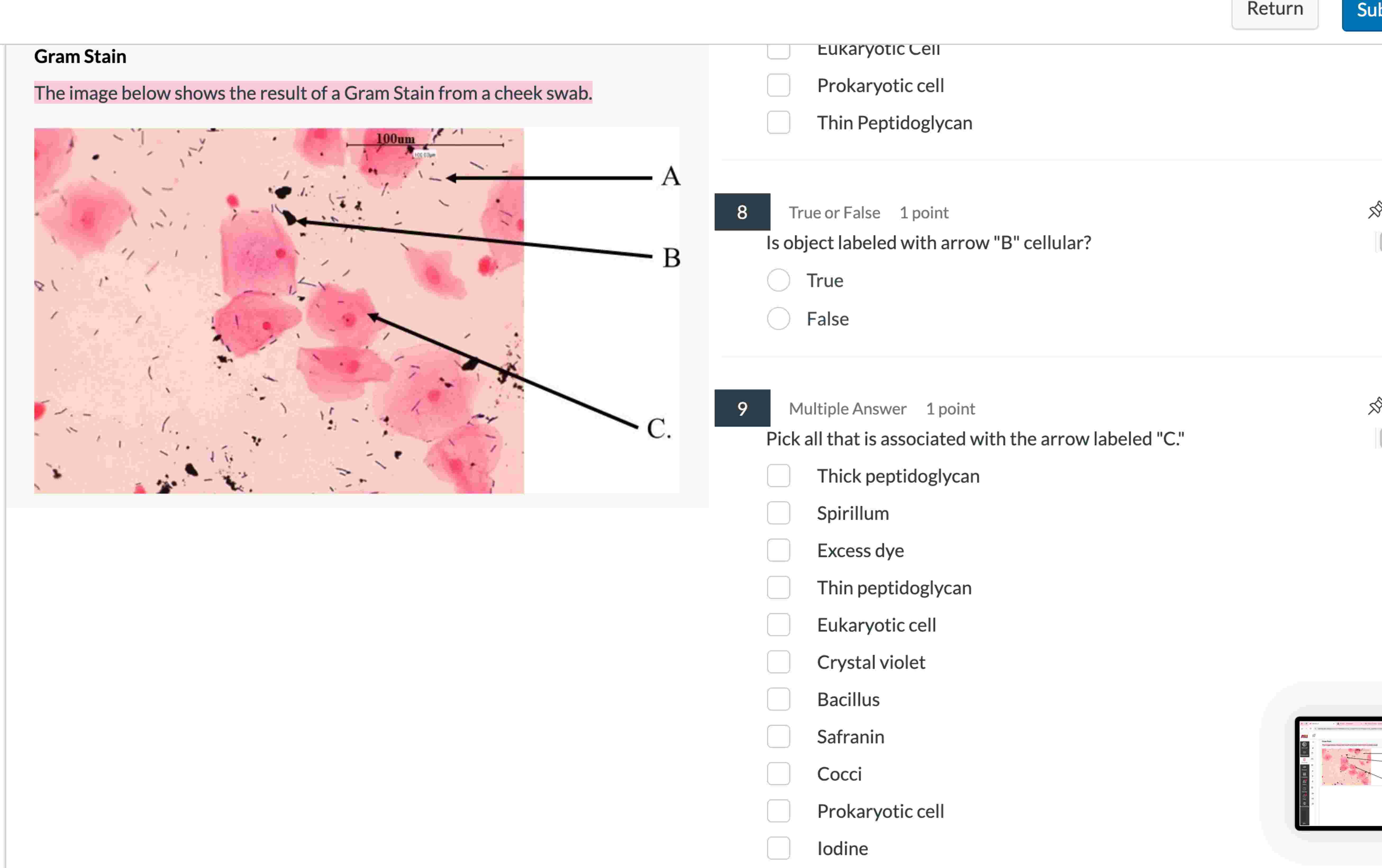 Solved Gram Stain The image below shows the result of a Gram | Chegg.com
