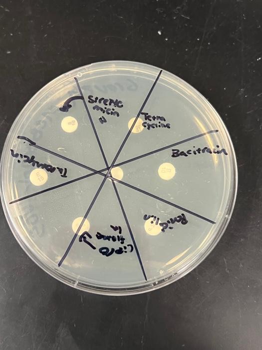 URGENT!!! based off information provided and my Agar | Chegg.com