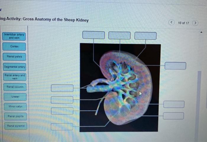 Solved v Eng Activity: Gross Anatomy of the Sheep Kidney 10 | Chegg.com