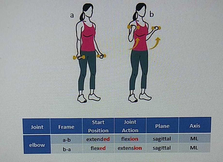 Solved Anatomical Kinesiology Joint Movement Analysis | Chegg.com