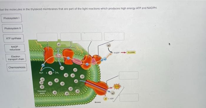 Solved Label the molecules that are involved in the light | Chegg.com