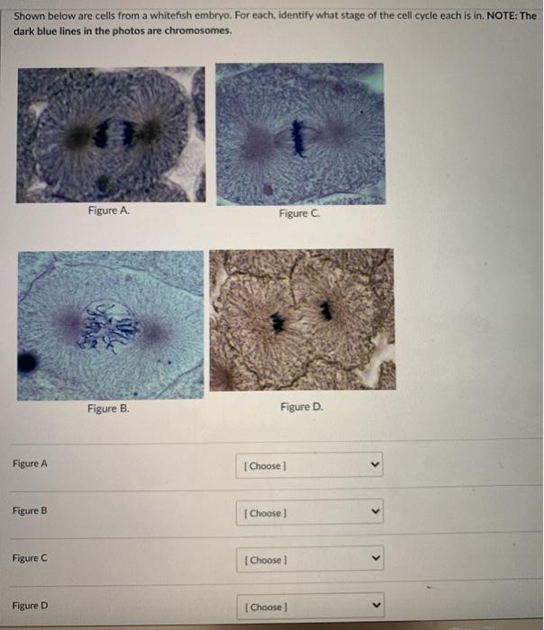 Solved Shown below are cells from a whitefish embryo. For | Chegg.com