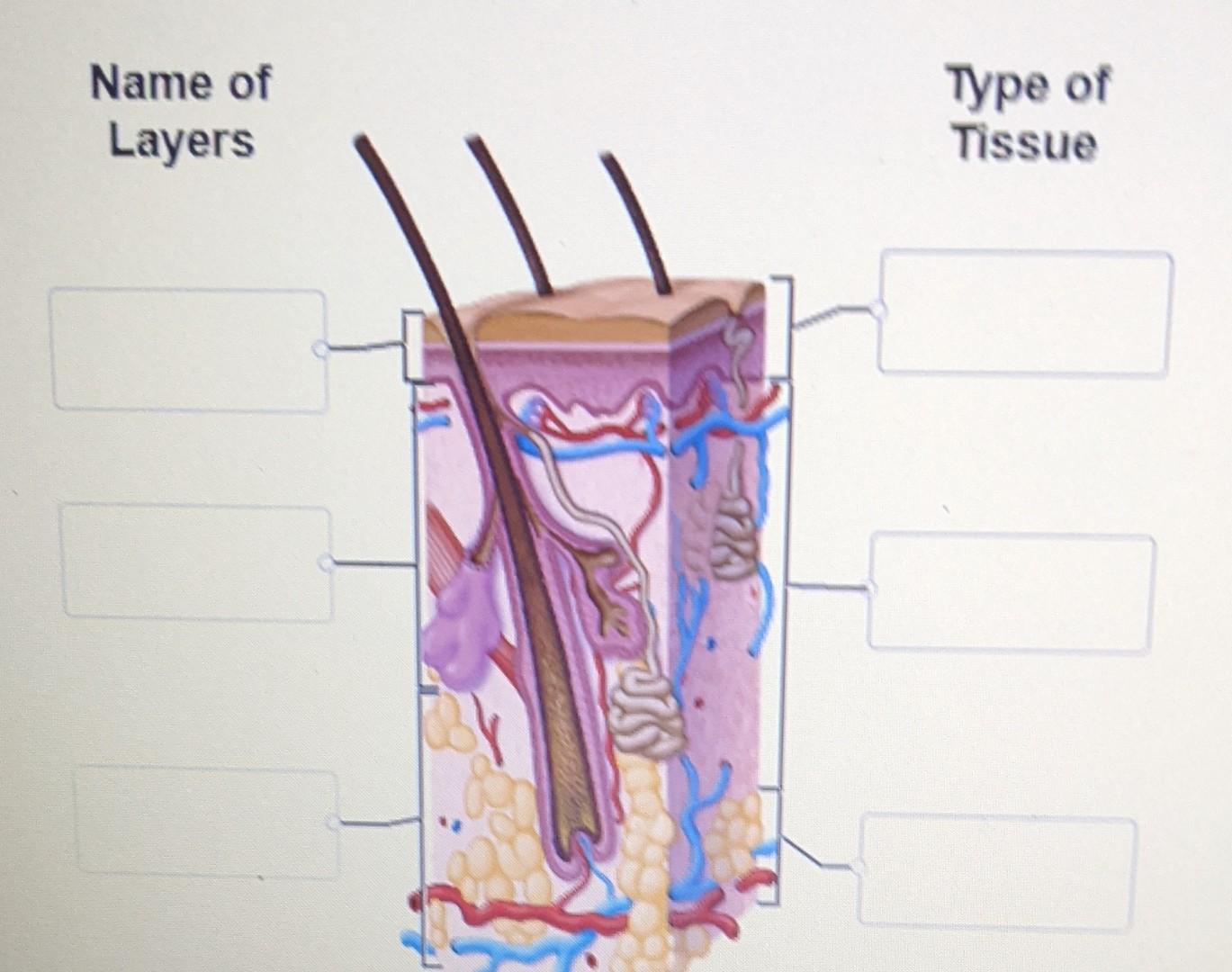 Solved Name of Layers Type of Tissue | Chegg.com