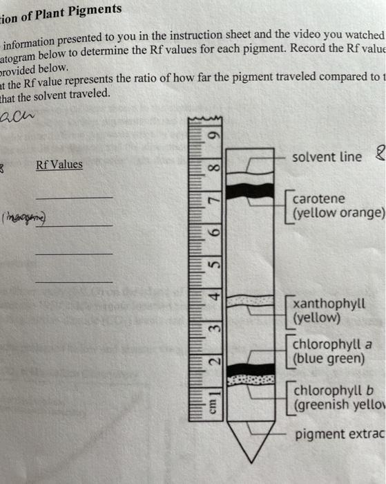 Solved cion of Plant Pigments information presented to you | Chegg.com