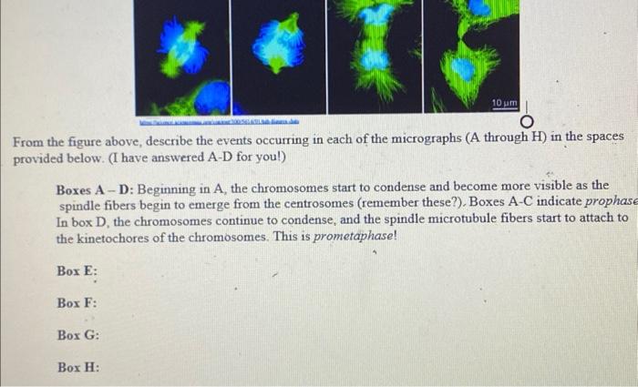Solved Part I: Micrographs of Mitosis and Cytokinesis. The | Chegg.com