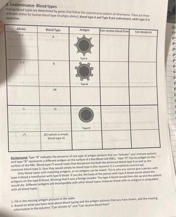 Solved 1. Codominance-Blood types Human blood types are | Chegg.com