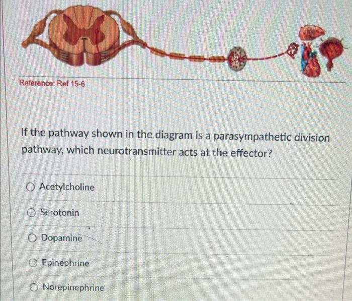 Solved If the pathway shown in the diagram is a | Chegg.com