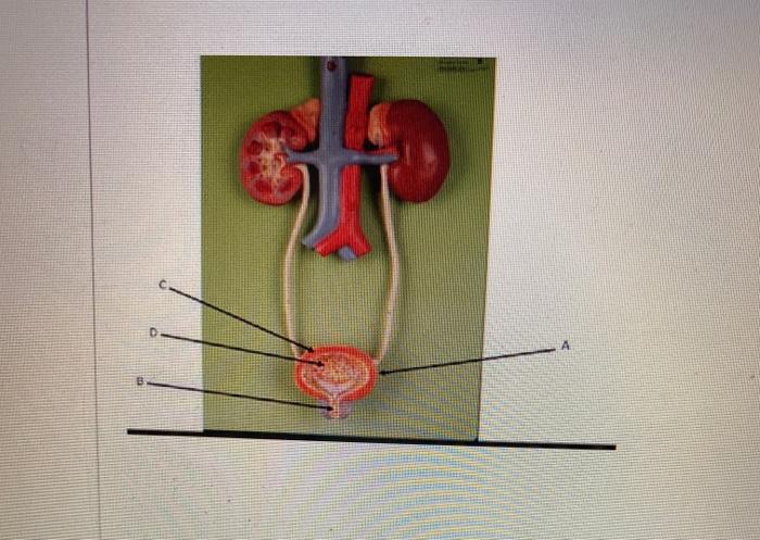 Solved urinary bladder [Choose ] urethra [Choose] . mud sa | Chegg.com