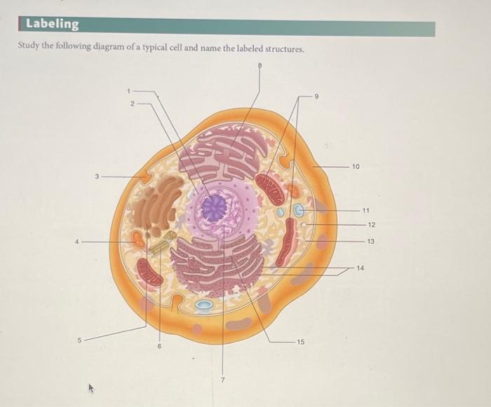 Solved Study the following diagram of a typical cell and | Chegg.com