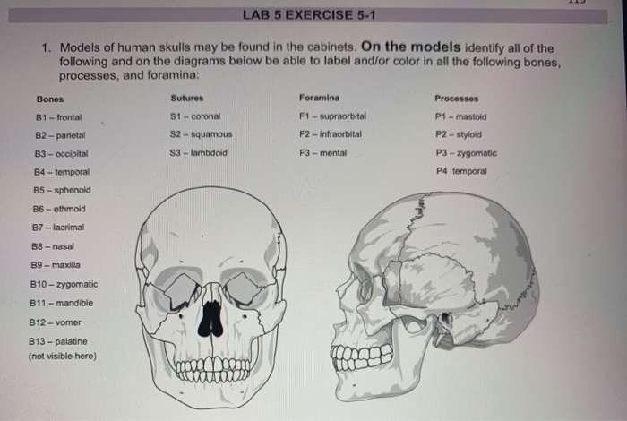 Solved LAB 5 EXERCISE 5-1 1. Models of human skulls may be | Chegg.com