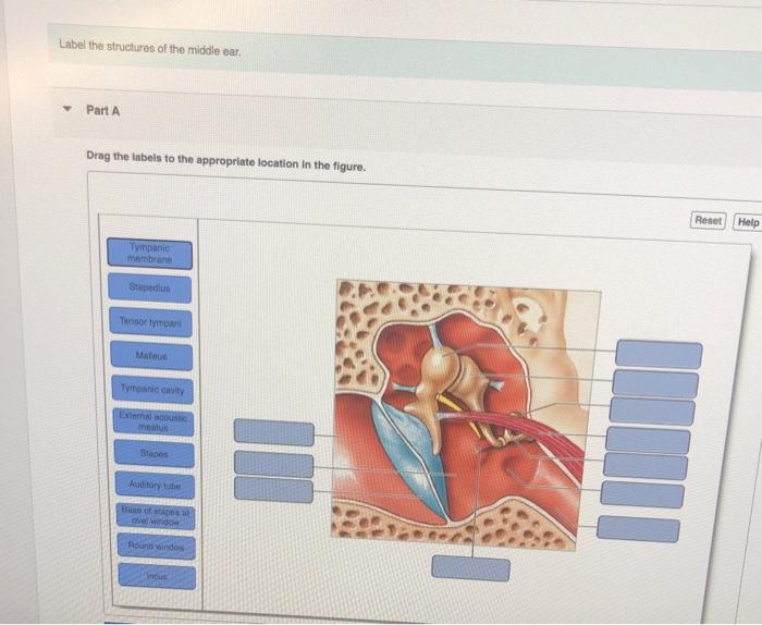 Solved Label the structures of the middle ear. Part A Drag | Chegg.com