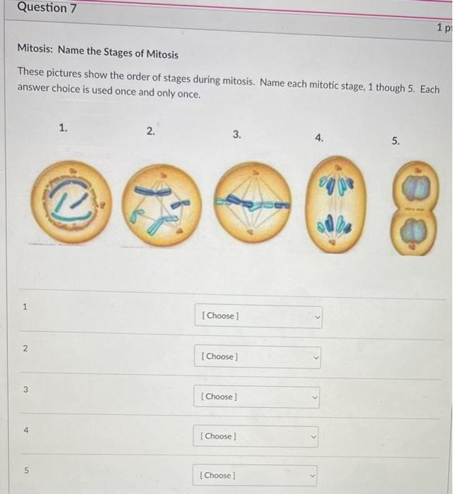 Solved Mitosis; Sequence of Stages Number the names of the | Chegg.com