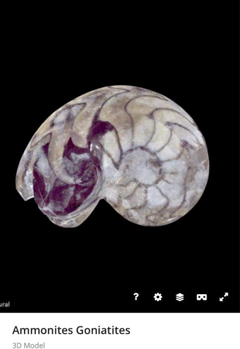 nstructions: 1) Observe the 3D models of ammonoids | Chegg.com