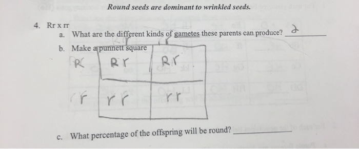 Solved Round seeds are dominant to wrinkled seeds. 4. Rrx a. | Chegg.com