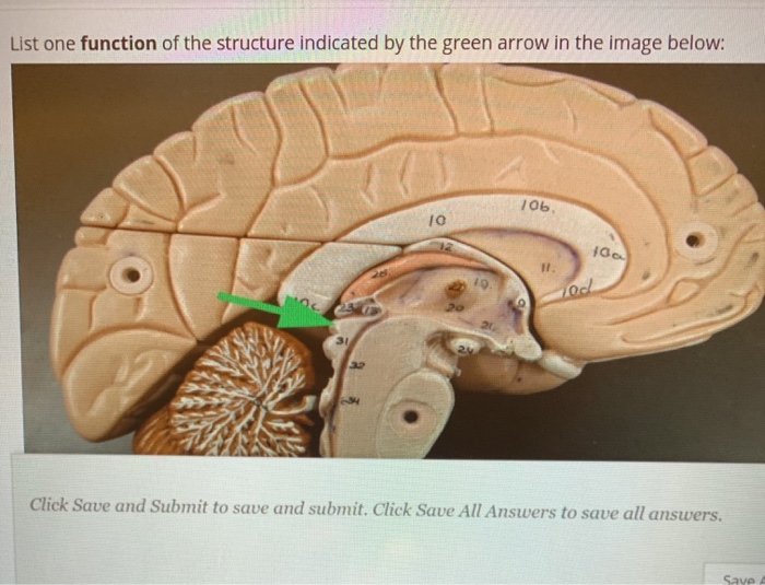 Solved List one function of the structure indicated by the | Chegg.com