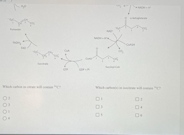 The citric acid cycle is shown. The methyl carbon in | Chegg.com