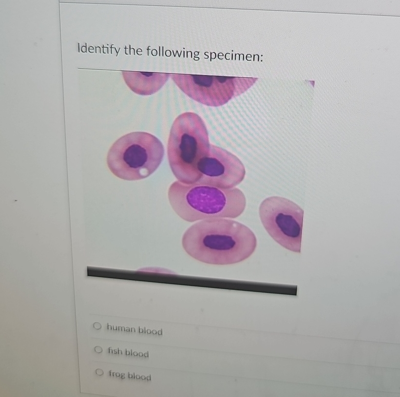 Solved Identify the following specimen:human bloodfish | Chegg.com