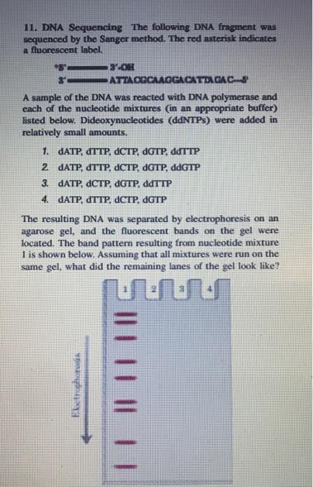 Solved 11. DNA Sequencing The following DNA fragment was | Chegg.com