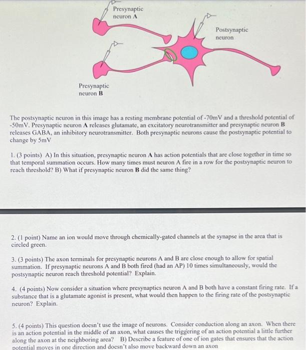 Solved Presynaptic neuron A Postsynaptic neuron Presynaptic | Chegg.com