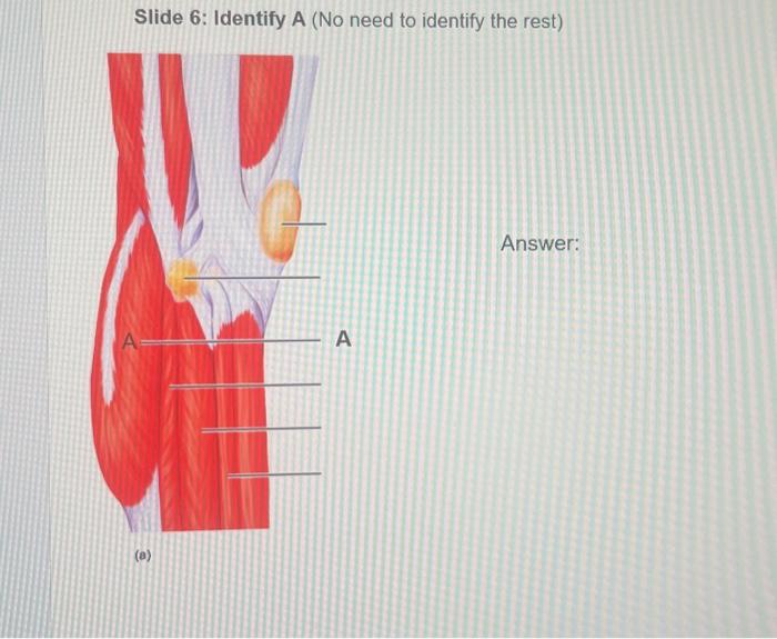 Solved Slide 6: Identify A (No need to identify the rest) | Chegg.com